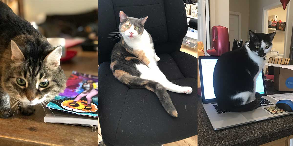 5 Tips To Make Your Multi-Cat House Happy · Artsy Fartsy Life