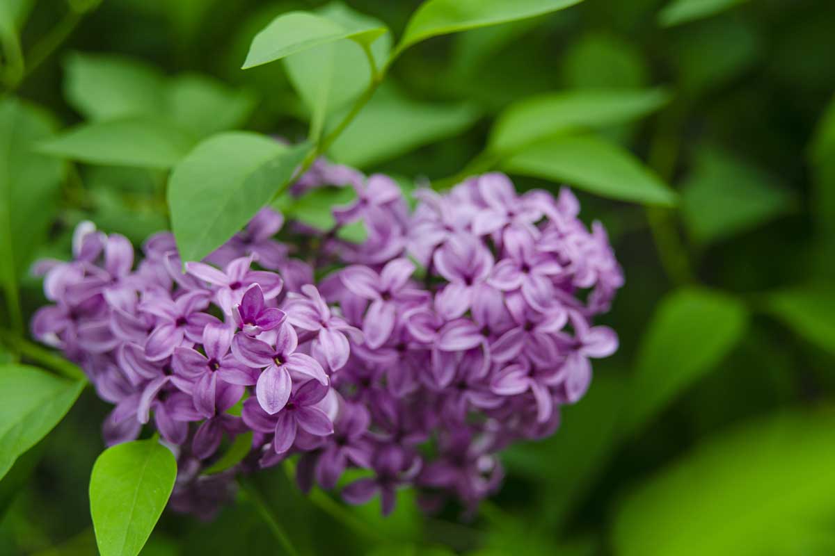 29 Different Shades of Purple · Artsy Fartsy Life