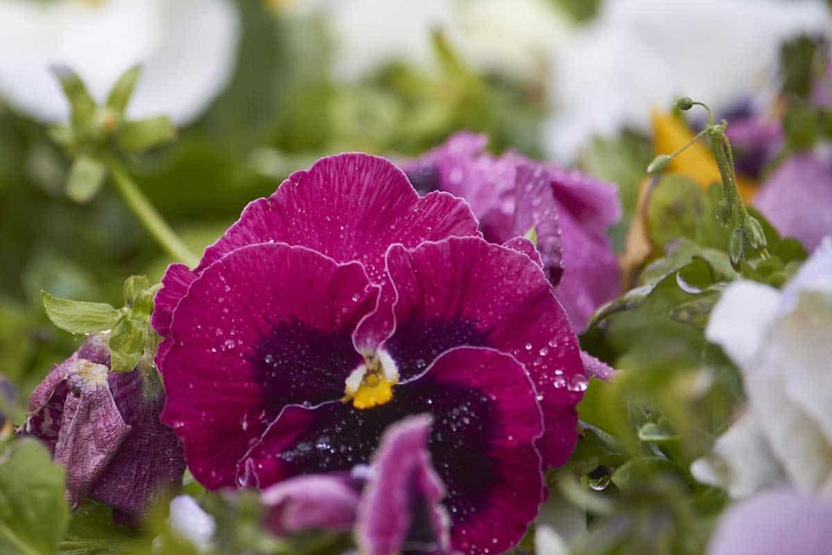 29 Different Shades of Purple · Artsy Fartsy Life