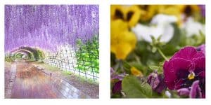 What Are The Perfect Colors That Go With Purple? · Artsy Fartsy Life