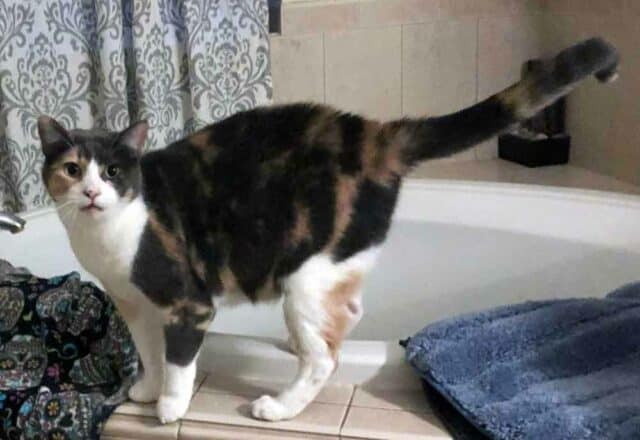 How To Get Your Cat To Talk To You! · Artsy Fartsy Life