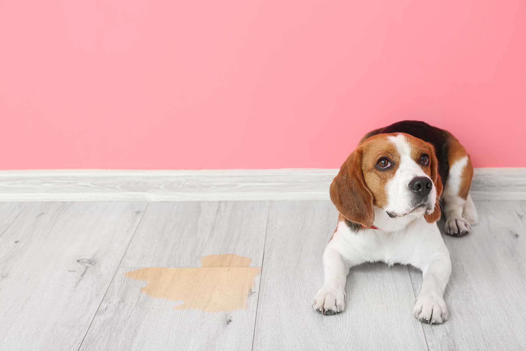 How To Get Rid of Poop and Pee Smells In Your Laundry · Artsy Fartsy Life